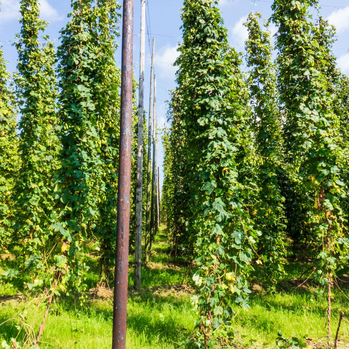 Comment ça pousse le houblon ? | Destination Coeur de Flandre